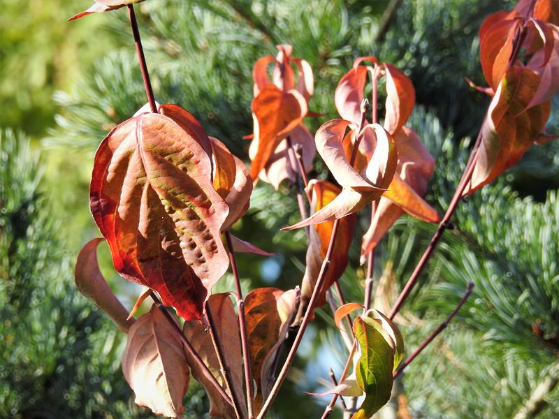 Zielono Zakręceni: Dereń hybryda (Cornus x rutgersensis) 'Celestial ...