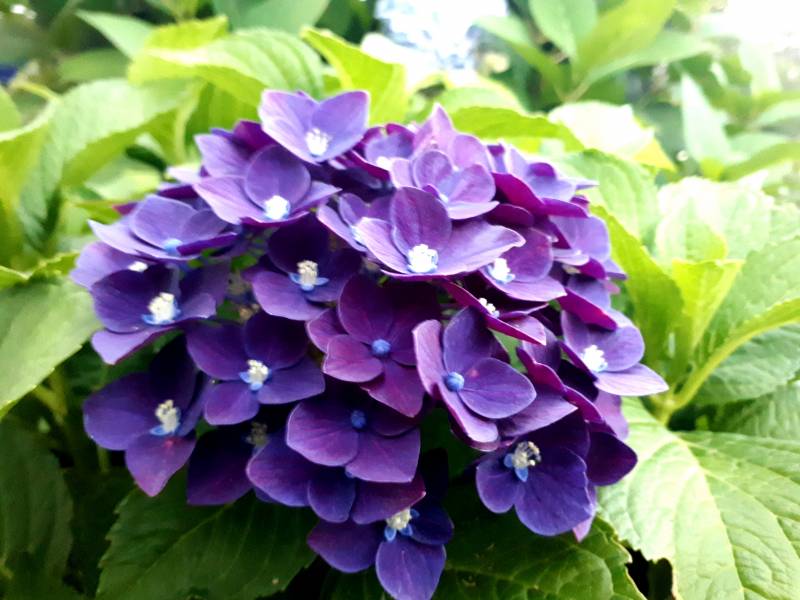 Zielono Zakręceni: Hortensja ogrodowa (Hydrangea macrophylla) 'Deep ...