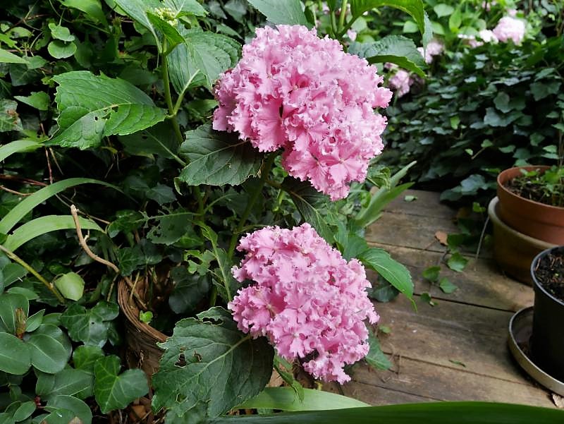 Zielono Zakręceni: Hortensja ogrodowa (Hydrangea macrophylla) 'Spike' (1/1)