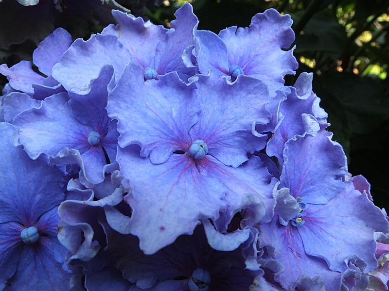 Zielono Zakręceni: Hortensja ogrodowa (Hydrangea macrophylla) 'Spike' (1/1)
