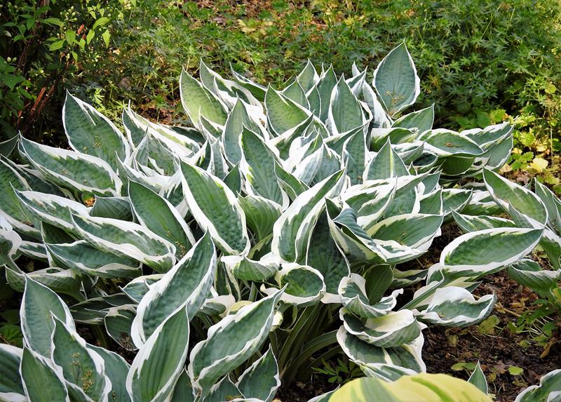 Zielono Zakręceni: Funkia (Hosta) Zager's White Edge (1/1)