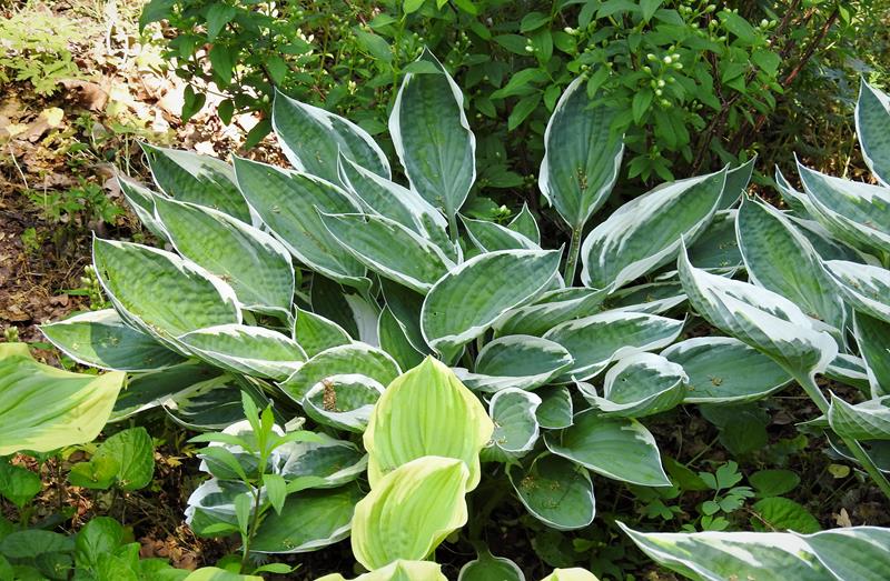 Zielono Zakręceni: Funkia (Hosta) Zager's White Edge (1/1)