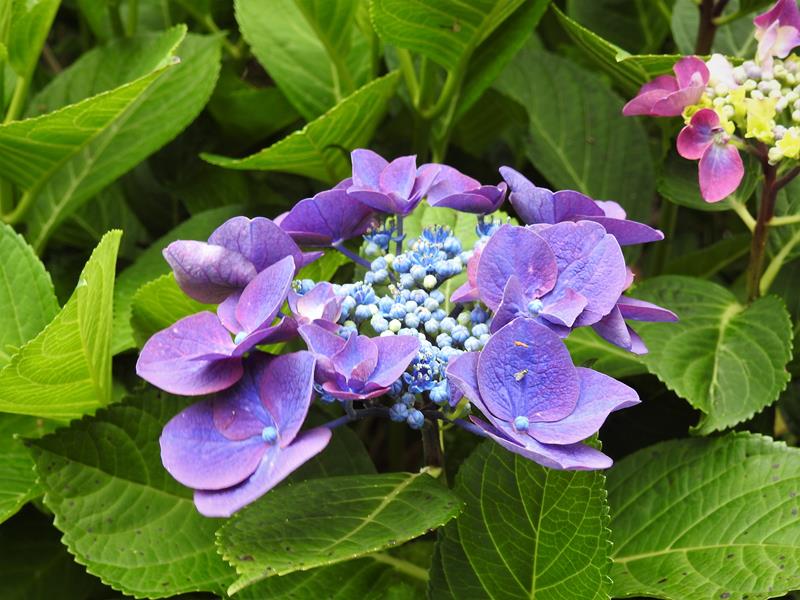 Zielono Zakręceni: Hortensja ogrodowa (Hydrangea macrophylla) Frisbee ...