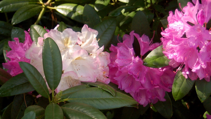 Zielono Zakręceni: Różanecznik (Rhododendron) 'Brigitte' (-23 °C) (1/1)