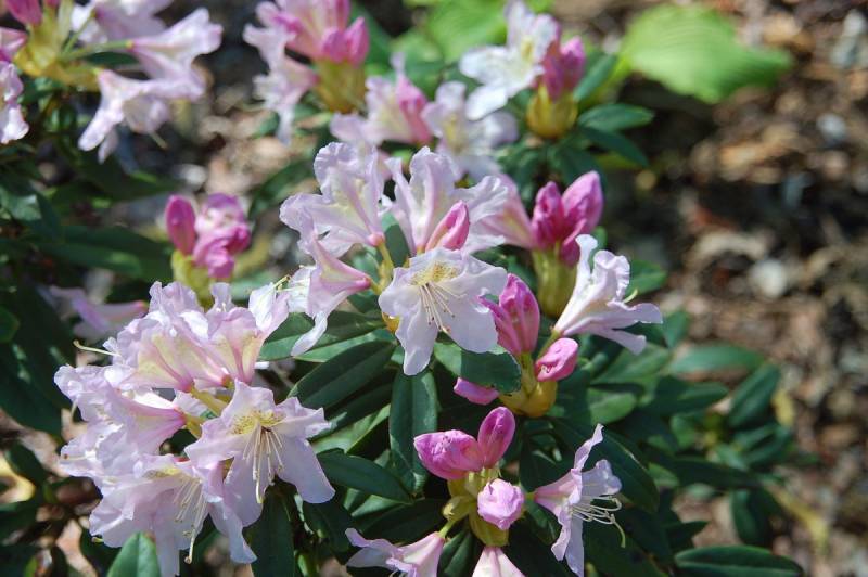 Zielono Zakręceni: Różanecznik (Rhododendron) 'Cunningham's Blush' (-23 ...