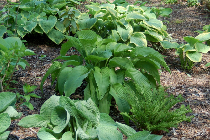 Zielono Zakręceni: Funkia (Hosta) Jade Cascade (1/1)