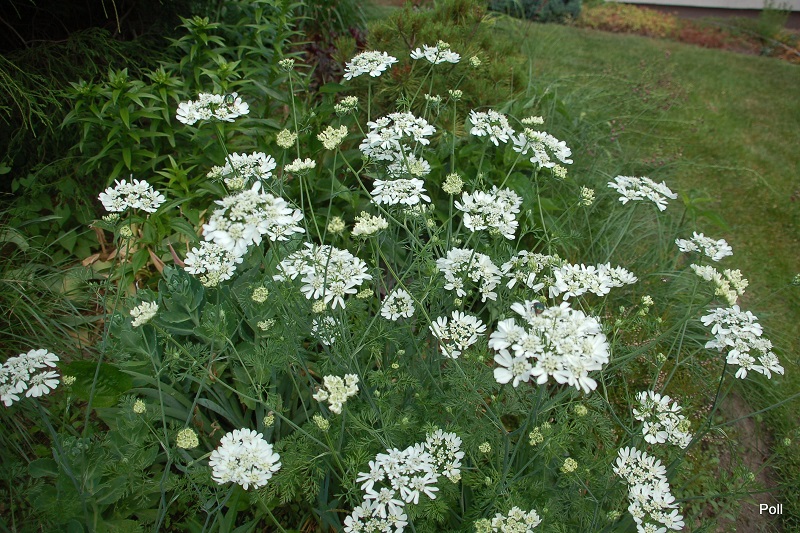 Zielono Zakręceni: Orlaja wielkokwiatowa (Orlaya grandiflora) (2/3)