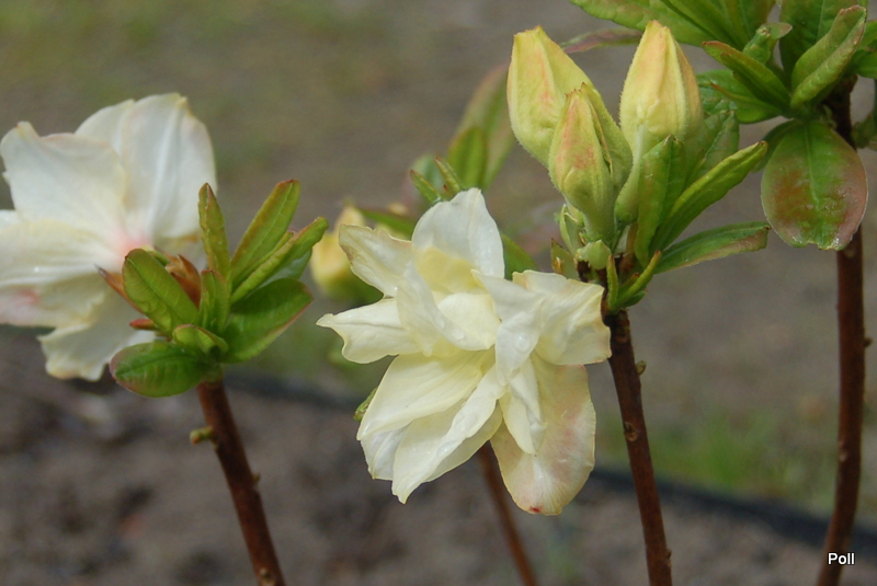 Zielono Zakręceni: Azalia (Rhododendon) 'Princess Daisy' (1/1)