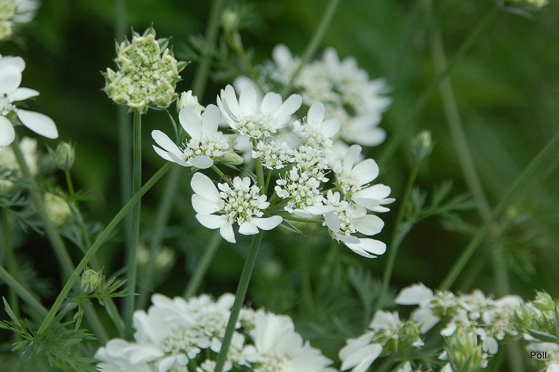 Zielono Zakręceni: Orlaja wielkokwiatowa (Orlaya grandiflora) (2/3)