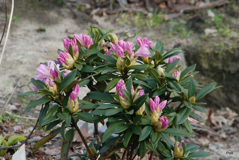 Zielono Zakręceni: Różanecznik (Rhododendron) 'Cunningham's Blush' (-23 ...