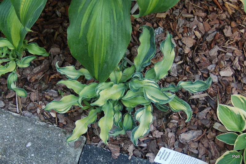 Zielono Zakręceni: Funkia (Hosta) 'Gravity Rocks' (1/1)