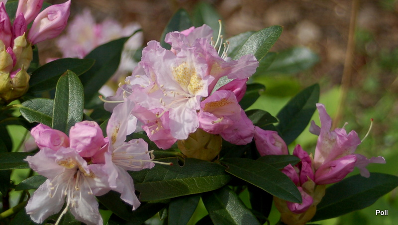 Zielono Zakręceni: Różanecznik (Rhododendron) 'Cunningham's Blush' (-23 ...