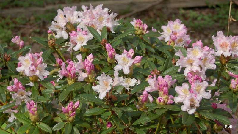 Zielono Zakręceni: Różanecznik (Rhododendron) 'Cunningham's Blush' (-23 ...