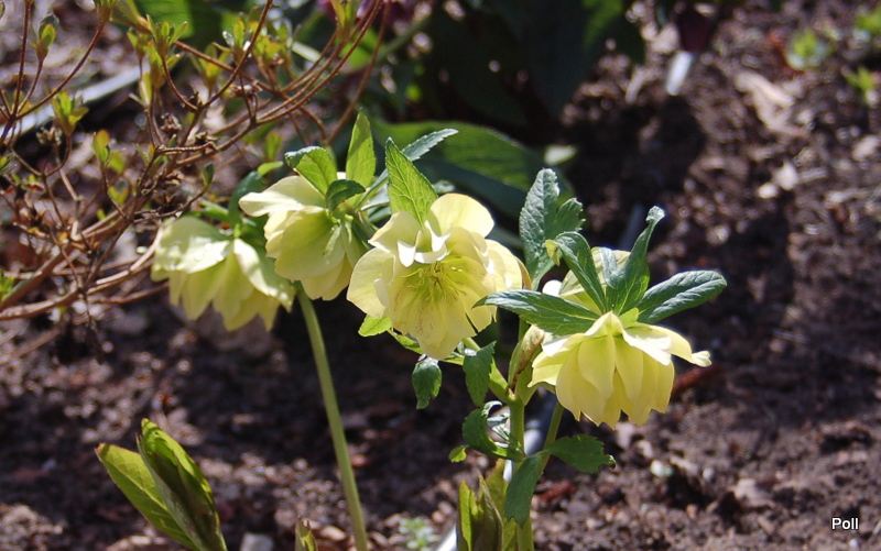 Zielono Zakręceni: Ciemiernik mieszańcowy (Helleborus x hybridus ...