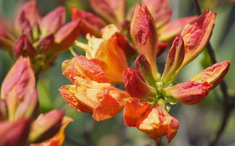 Zielono Zakręceni: Azalia (Rhododendron) 'Csárdás (-23 °C) (1/1)