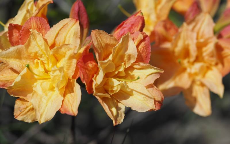 Zielono Zakręceni: Azalia (Rhododendron) 'Csárdás (-23 °C) (1/1)