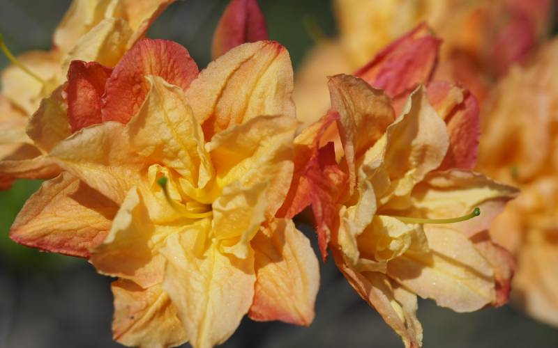 Zielono Zakręceni: Azalia (Rhododendron) 'Csárdás (-23 °C) (1/1)