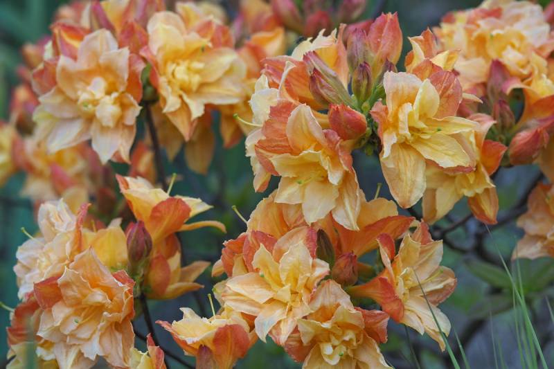 Zielono Zakręceni: Azalia (Rhododendron) 'Csárdás (-23 °C) (1/1)