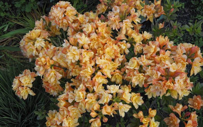 Zielono Zakręceni: Azalia (Rhododendron) 'Csárdás (-23 °C) (1/1)