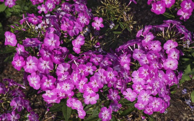 Zielono Zakręceni: Floks wiechowaty (Phlox paniculata) 'Flame Violet ...