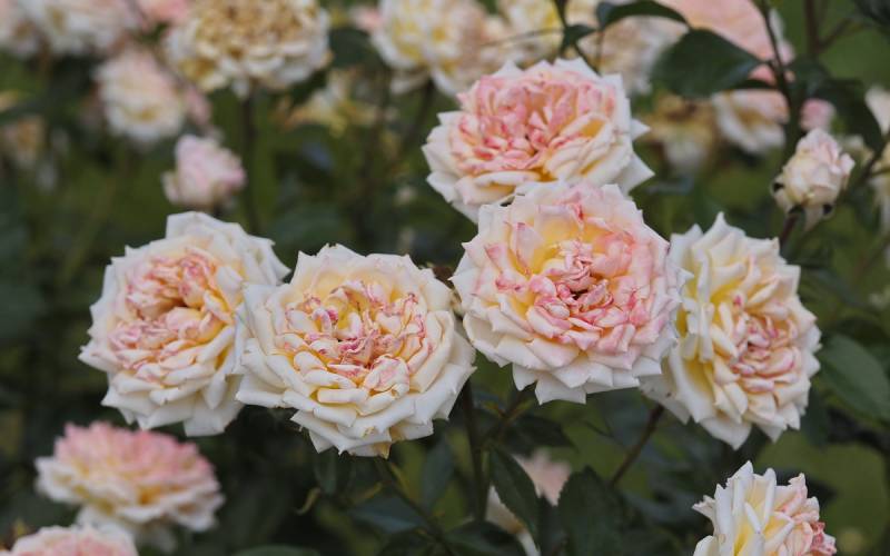 Zielono Zakręceni: Róża (Rosa) 'Großherzogin Luise' (1/1)