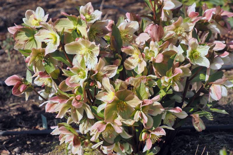 Zielono Zakręceni: Ciemiernik glandorfski (Helleborus x glandorfensis ...