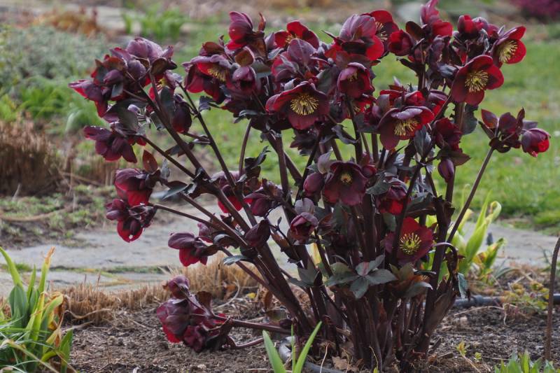 Zielono Zakręceni: Ciemiernik glandorfski (Helleborus x glandorfensis ...