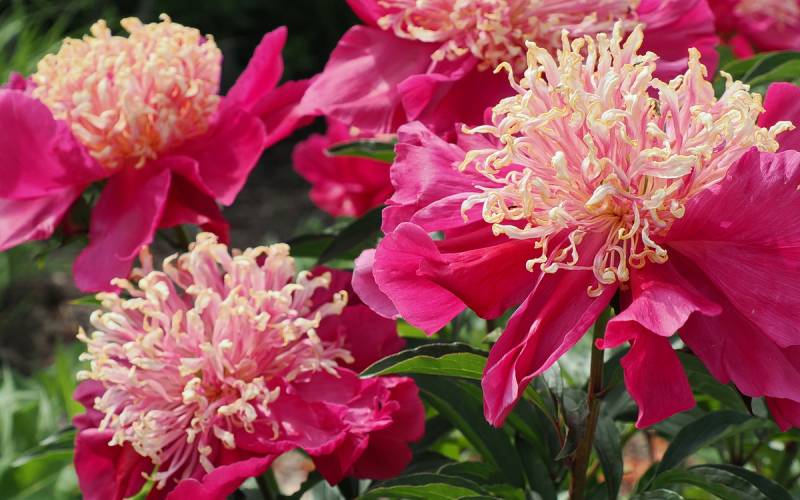 Zielono Zakręceni: Piwonia chińska (Paeonia lactiflora) Spiffy (1/1)