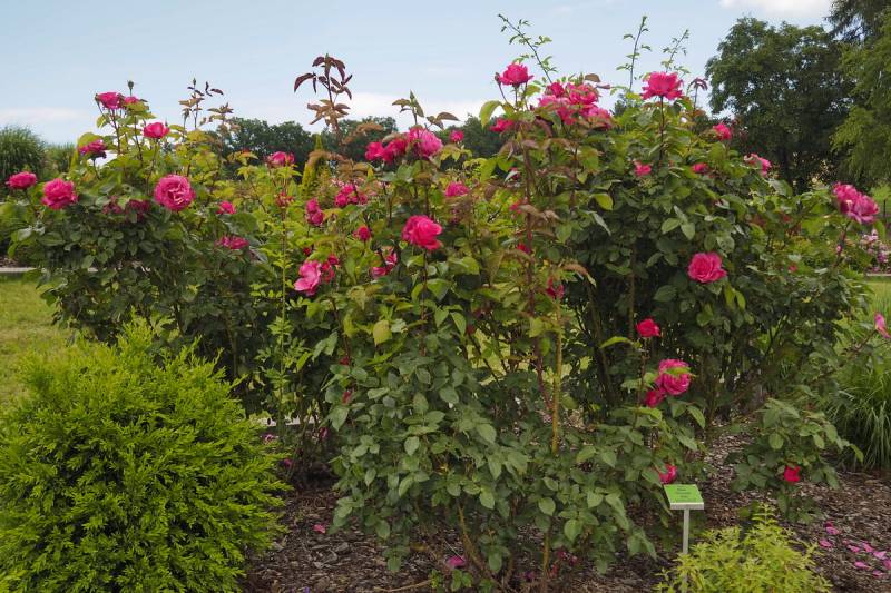 Zielono Zakręceni: Róża (Rosa) 'Venrosa' (1/1)