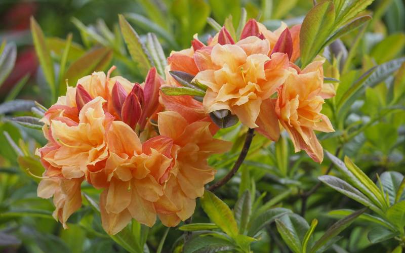 Zielono Zakręceni: Azalia (Rhododendron) 'Csárdás (-23 °C) (1/1)