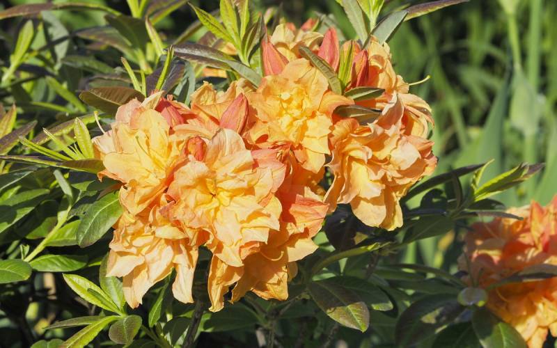 Zielono Zakręceni: Azalia (Rhododendron) 'Csárdás (-23 °C) (1/1)