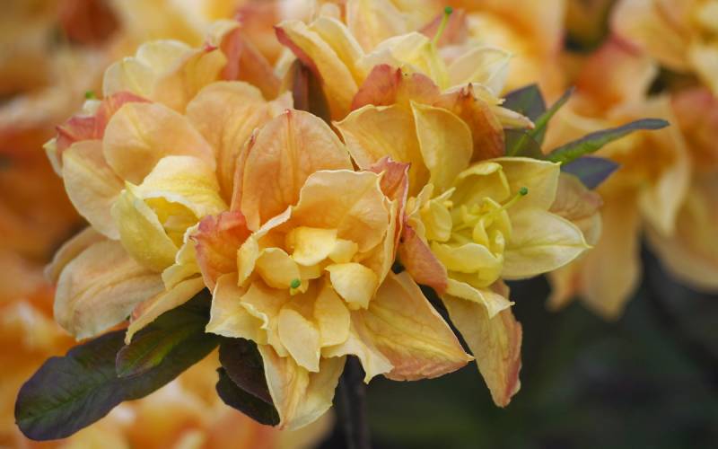 Zielono Zakręceni: Azalia (Rhododendron) 'Csárdás (-23 °C) (1/1)