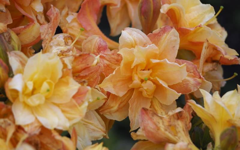 Zielono Zakręceni: Azalia (Rhododendron) 'Csárdás (-23 °C) (1/1)