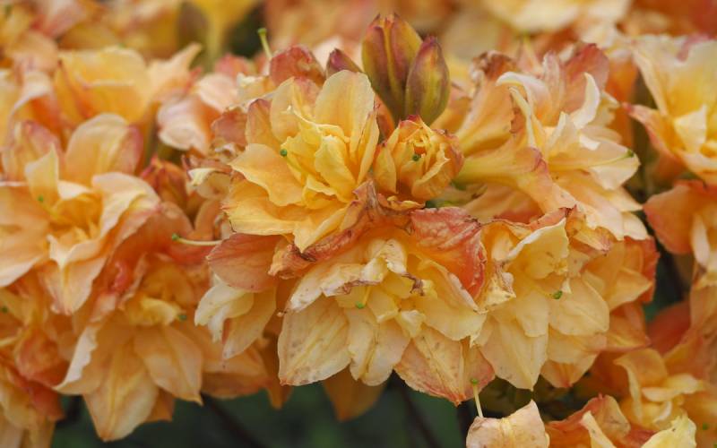Zielono Zakręceni: Azalia (Rhododendron) 'Csárdás (-23 °C) (1/1)