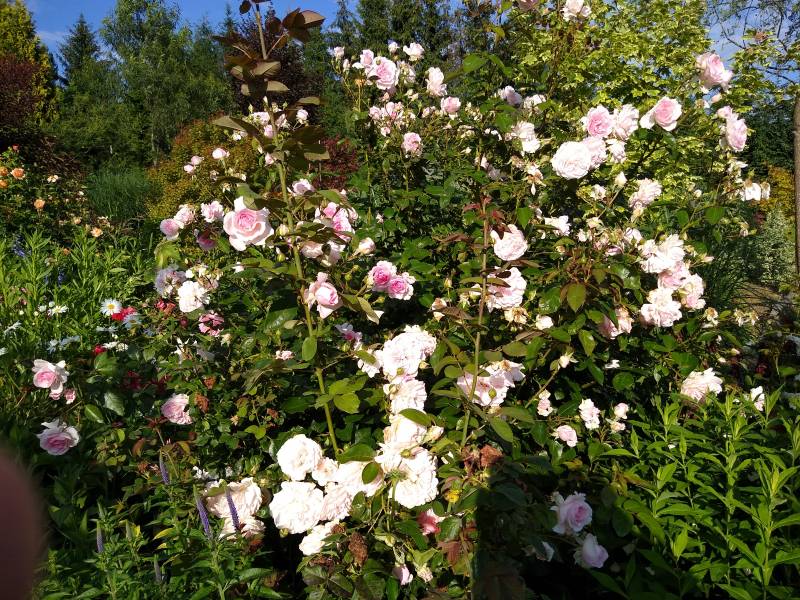 Zielono Zakręceni: Róża (Rosa) 'Alexandra Princesse de Luxembourg'® (1/1)